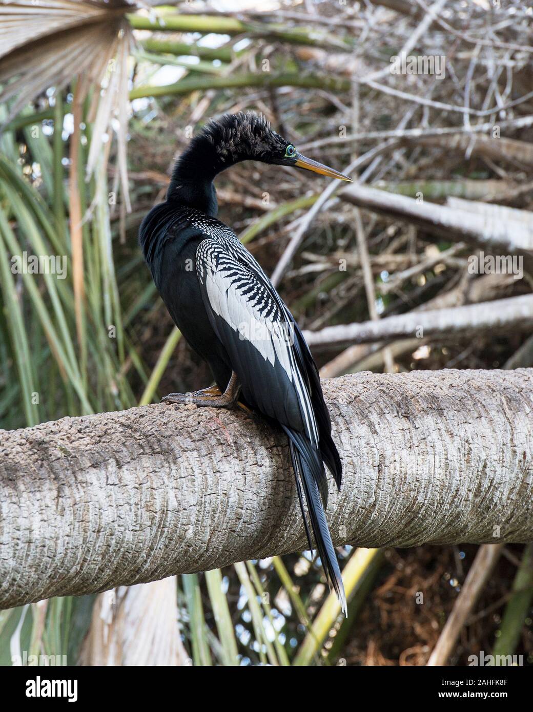 Anhinga bird male close-up profile view perched displaying its body ...