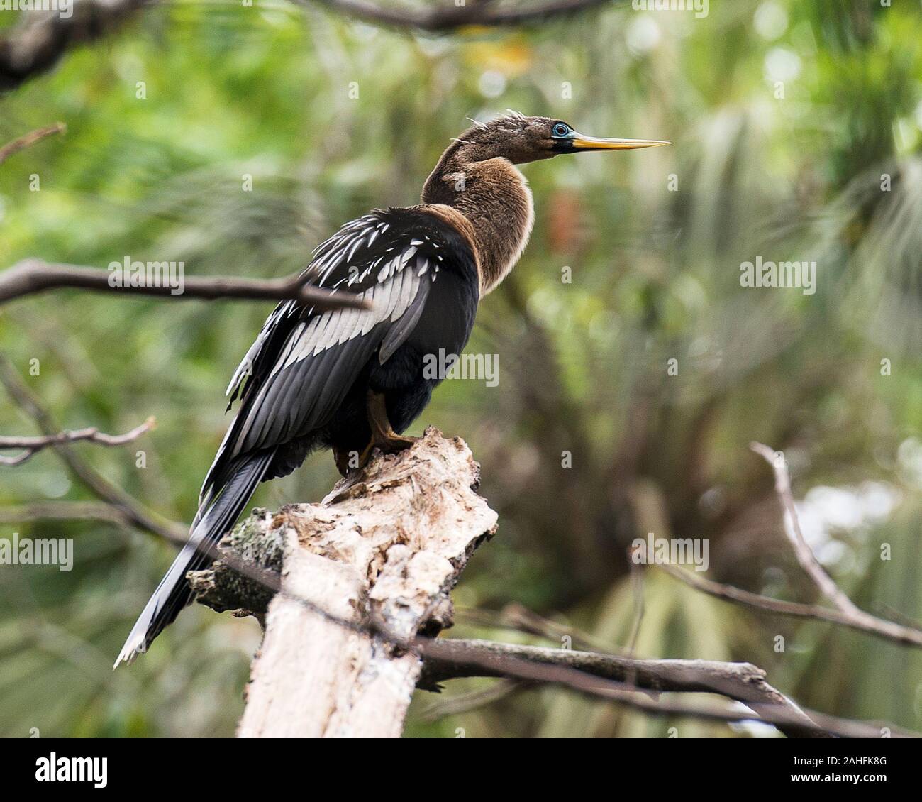 Anhinga bird female perched displaying its body, head, beak,eye, wings ...