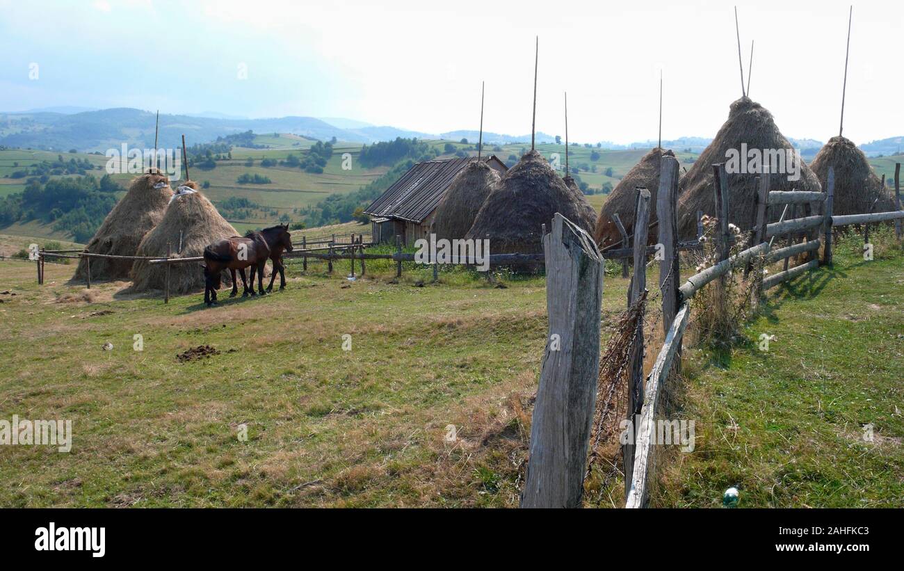 Traditional hay stacks in rural Romania Stock Photo - Alamy