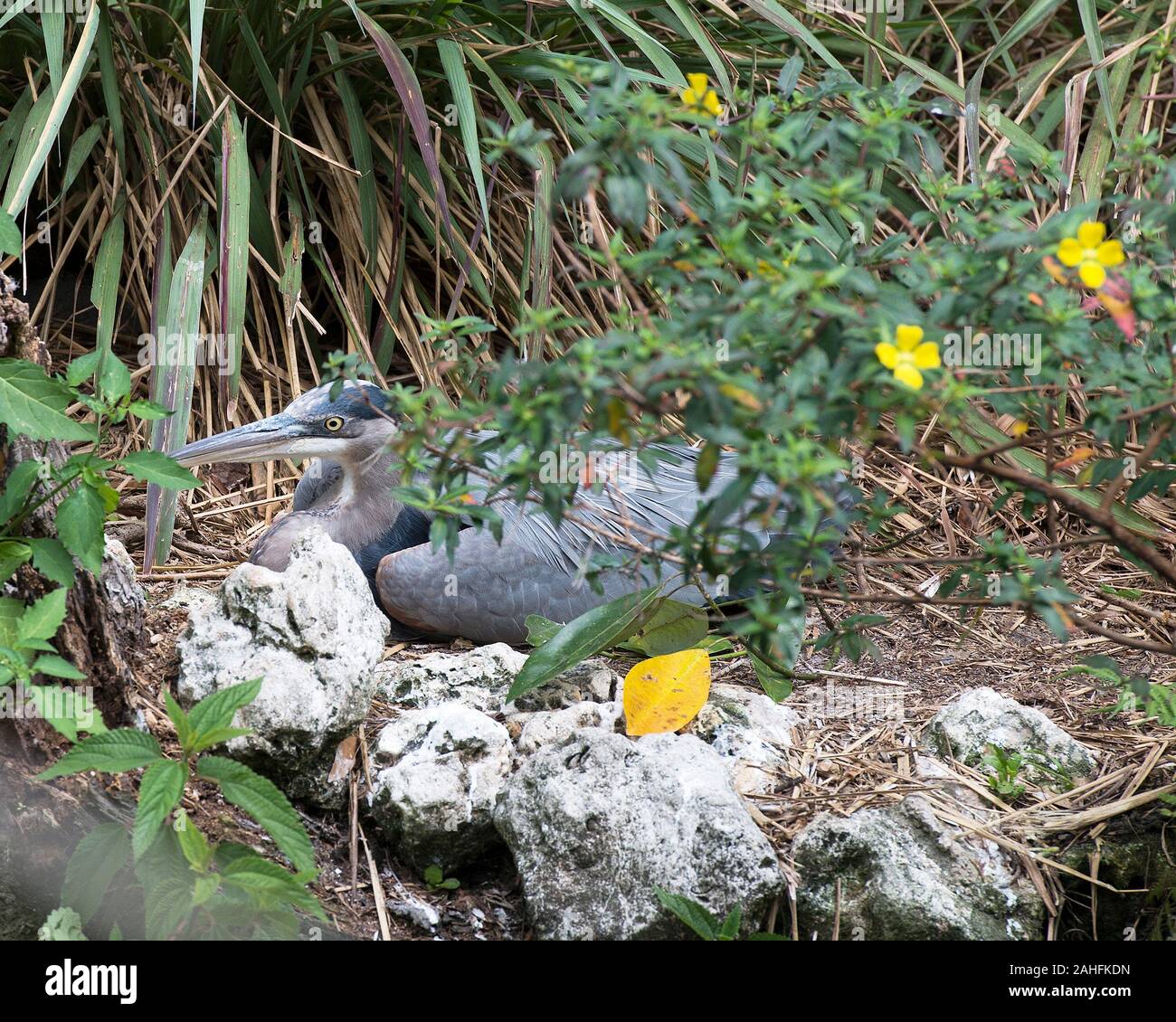 Bleu Heron bird close-up profile view displaying bleu plumage feathers ...