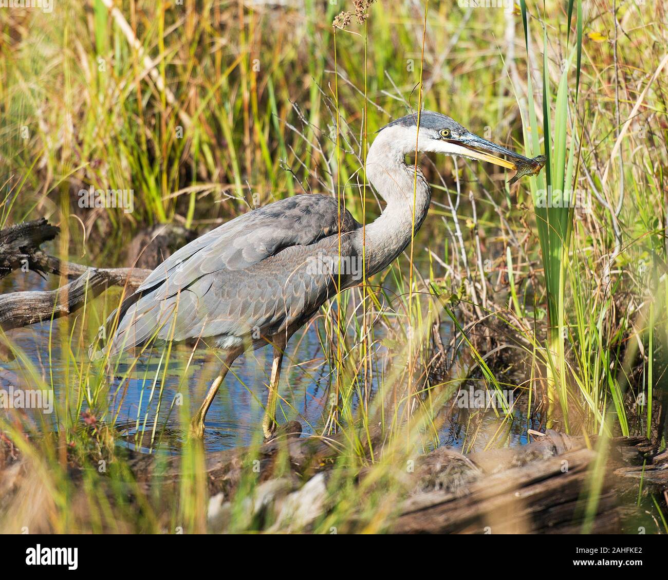 Blue Heron bird close-up profile view, body, beak, feet, legs with a ...