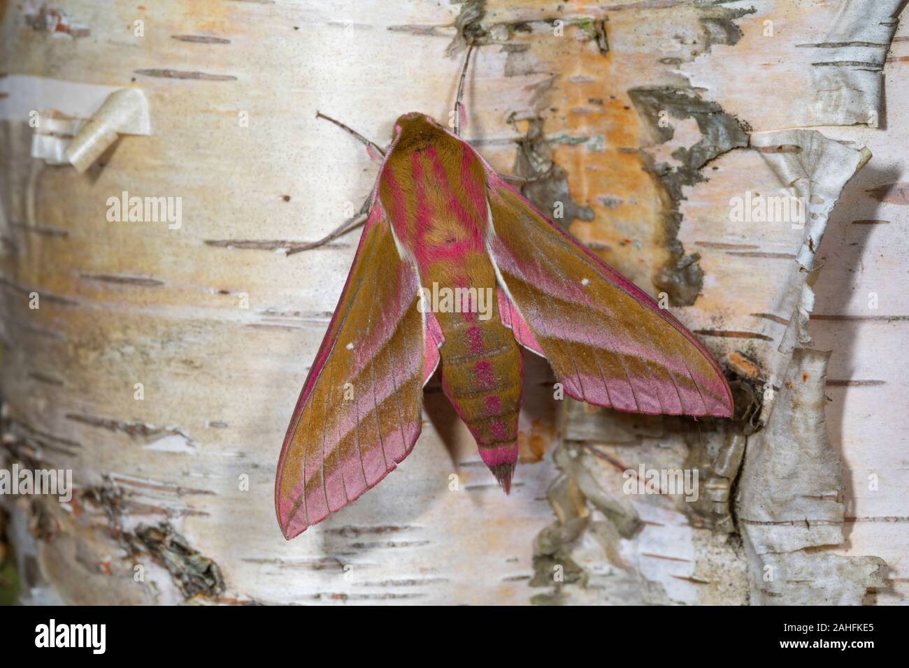 Large elephant hawk moth, deilephila elpenor on Silver birch. Cardiff ...