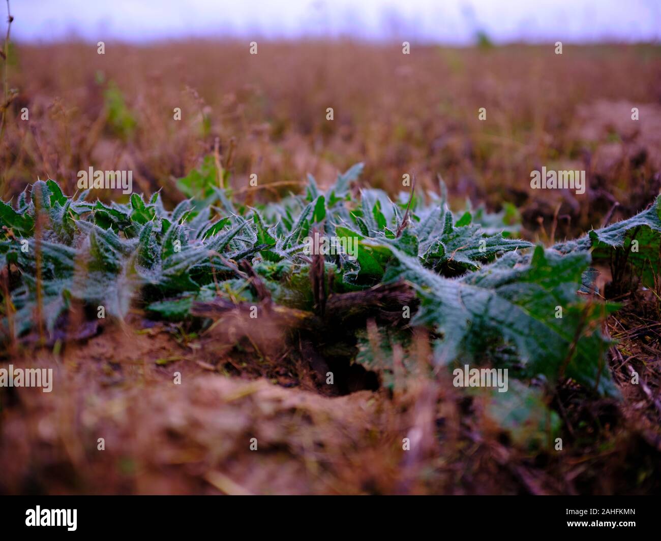 thistle leaves on a farm ground Stock Photo - Alamy