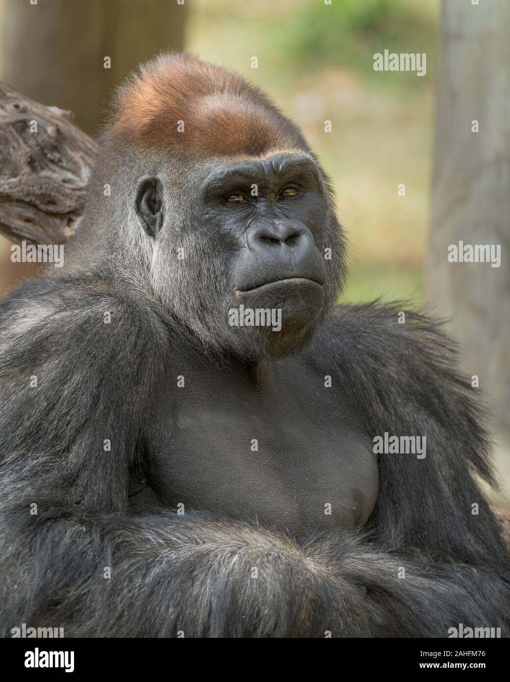 Closeup portrait of a western lowland male silverback gorilla Stock ...
