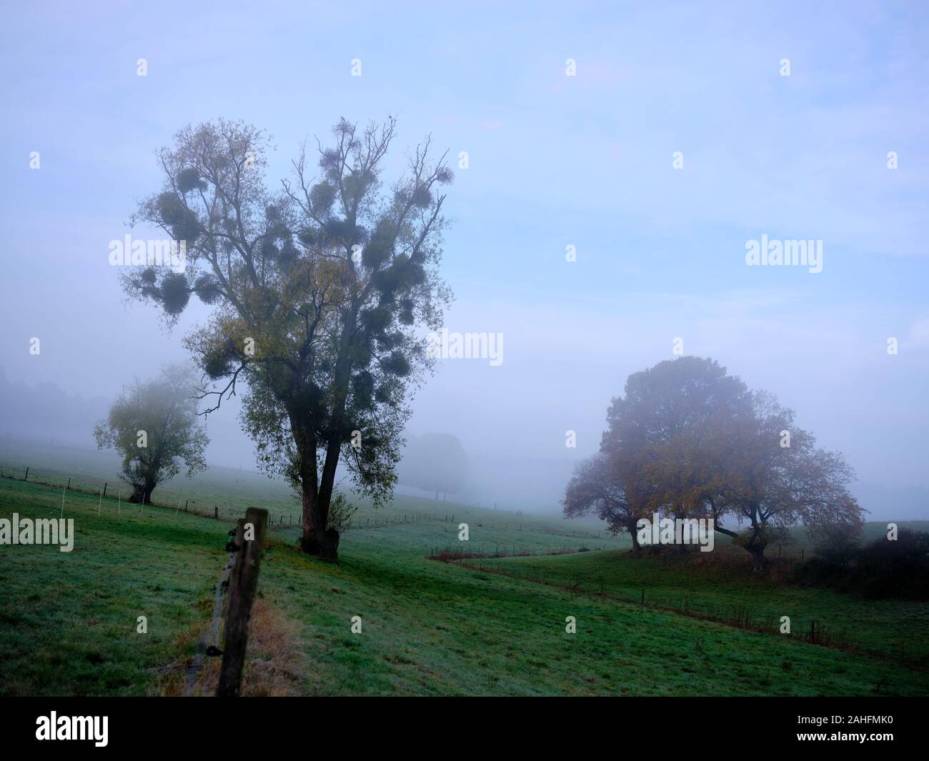 misty meadow in the morning, with trees partly covered by mistletoes ...