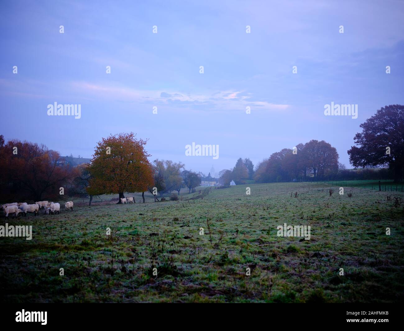 Cattle fruit hi-res stock photography and images - Alamy