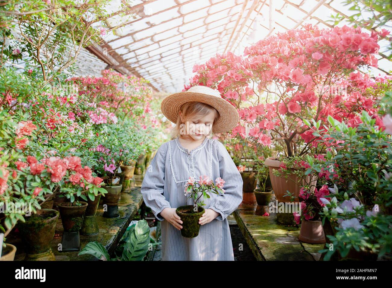 Child planting spring flowers. Little girl gardener plants azalea. Girl ...