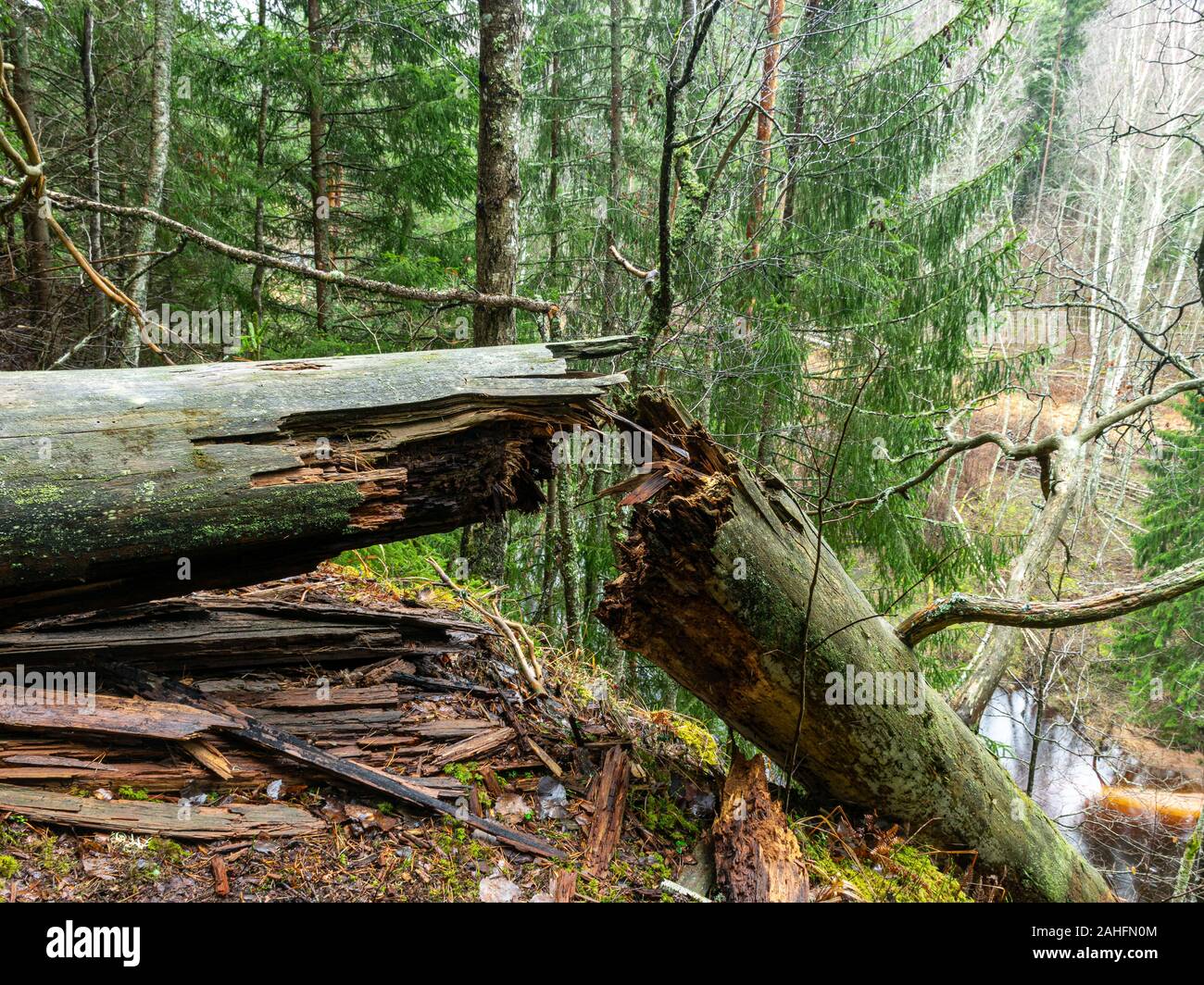 landscape with old and broken tree on high bank of river, old spruce ...