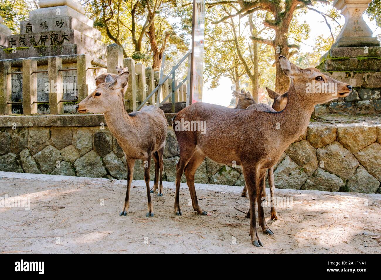 Deer in Nara, Japan. The ancient capital is famous for its population ...