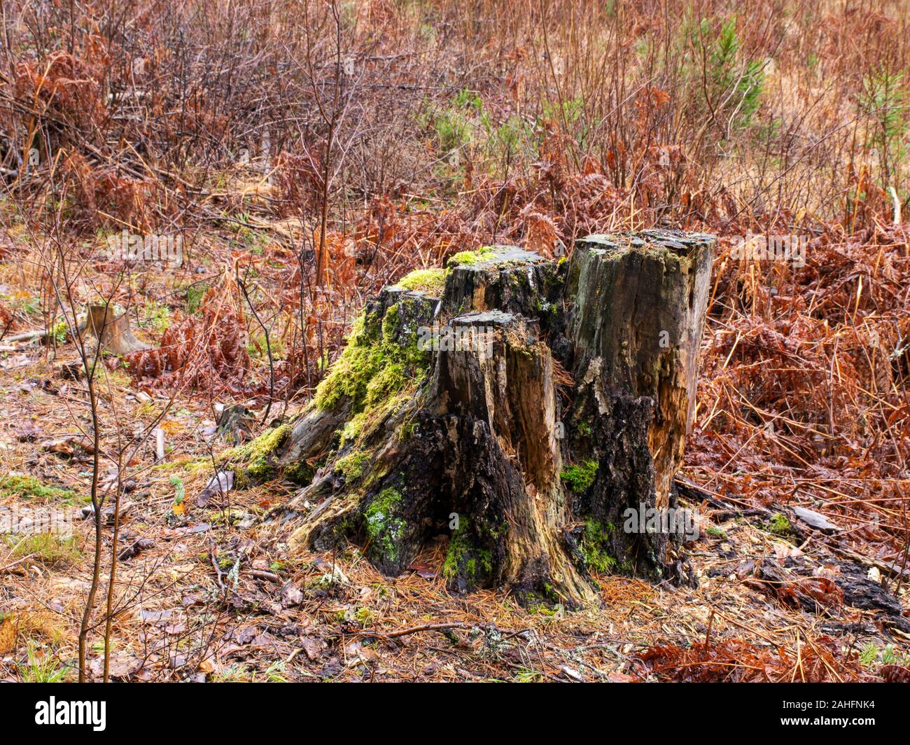 old tree stump by the river, wet meadow, cloudy and rainy day Stock ...