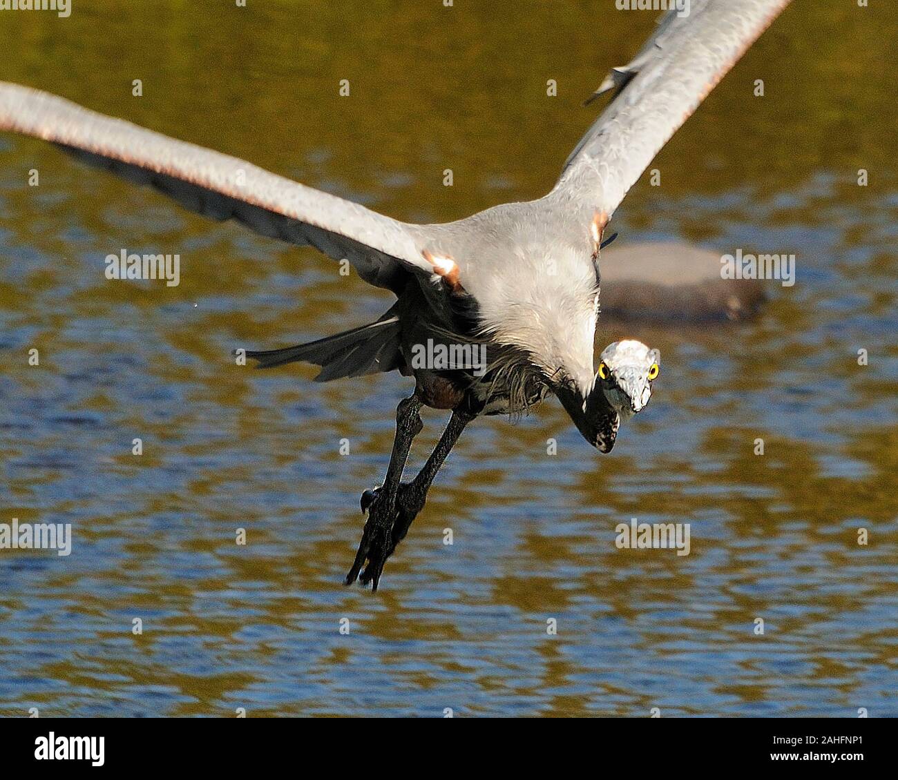 Blue heron legs hi-res stock photography and images - Alamy