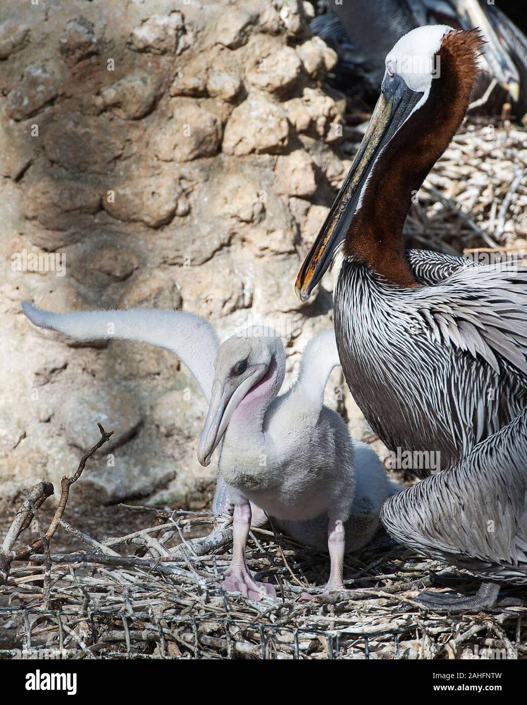 Pelican feeding hi-res stock photography and images - Alamy
