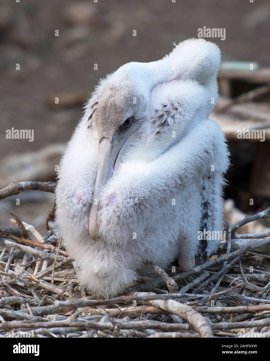 Brown pelican bird with its baby pelican resting showing its body, head ...