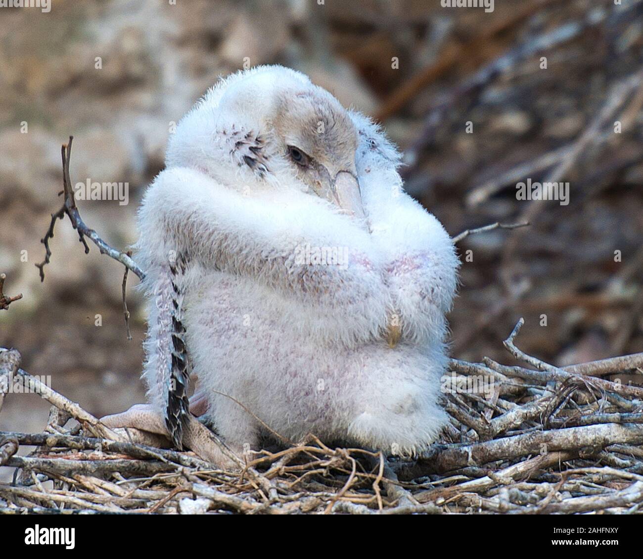 Brown pelican bird with its baby pelican with its wings spread showing ...
