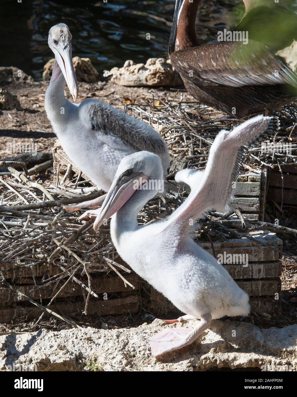 Baby brown pelican bird close up profile view hi-res stock photography ...