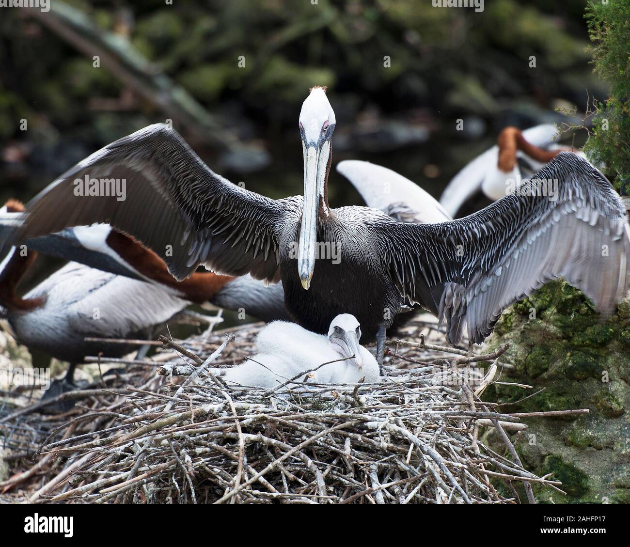 Brown pelican bird with its baby pelican protection the baby with ...