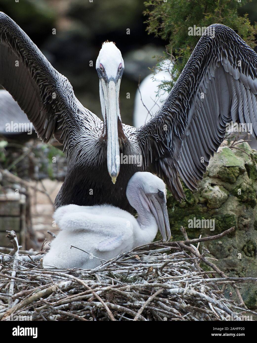 Brown pelican bird with its baby pelicans with its wings spread showing ...