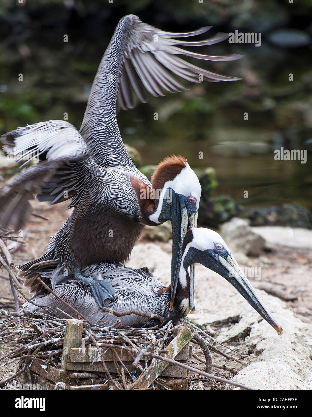Baby brown pelican bird close up profile view hi-res stock photography ...