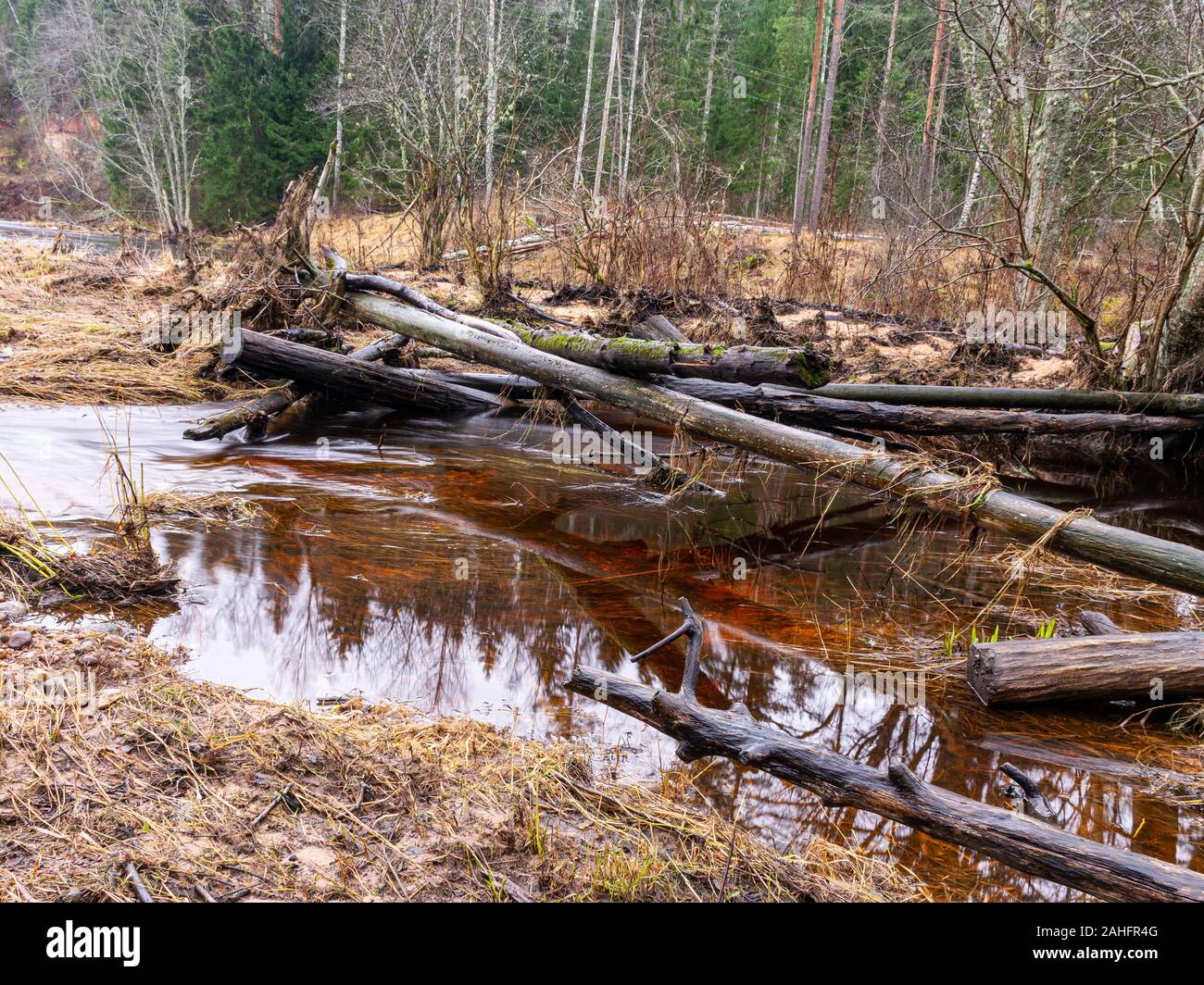 landscape with trees falling into the river, a cloudy and rainy day ...