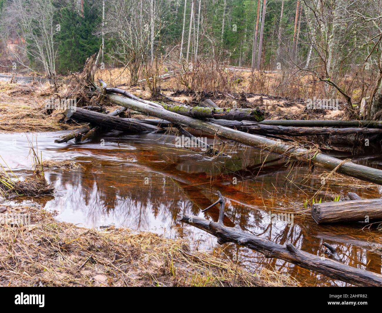 landscape with trees falling into the river, a cloudy and rainy day ...