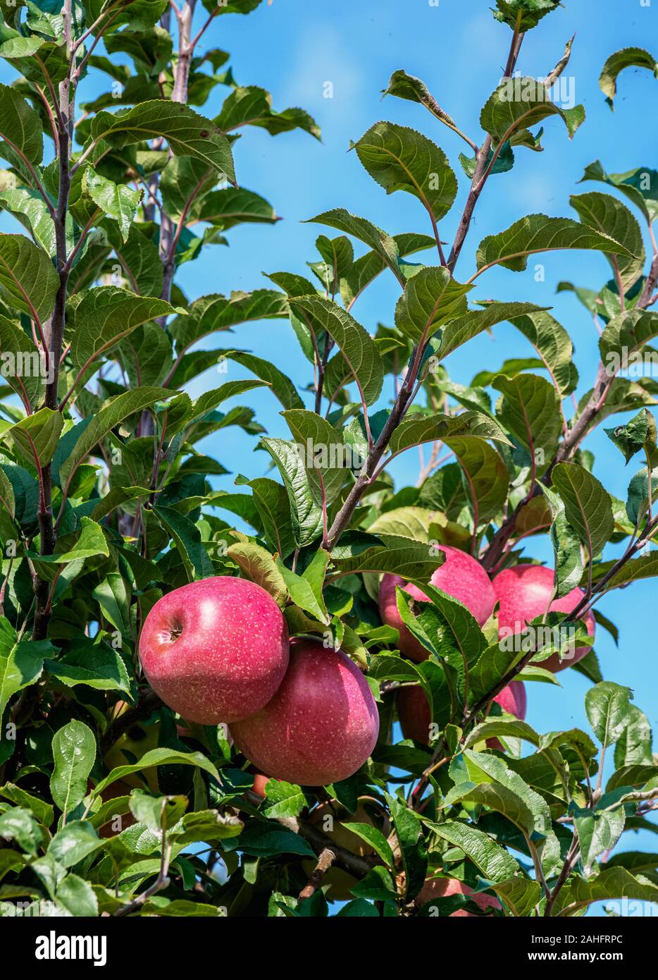 Poland apple tree plantation hi-res stock photography and images - Alamy