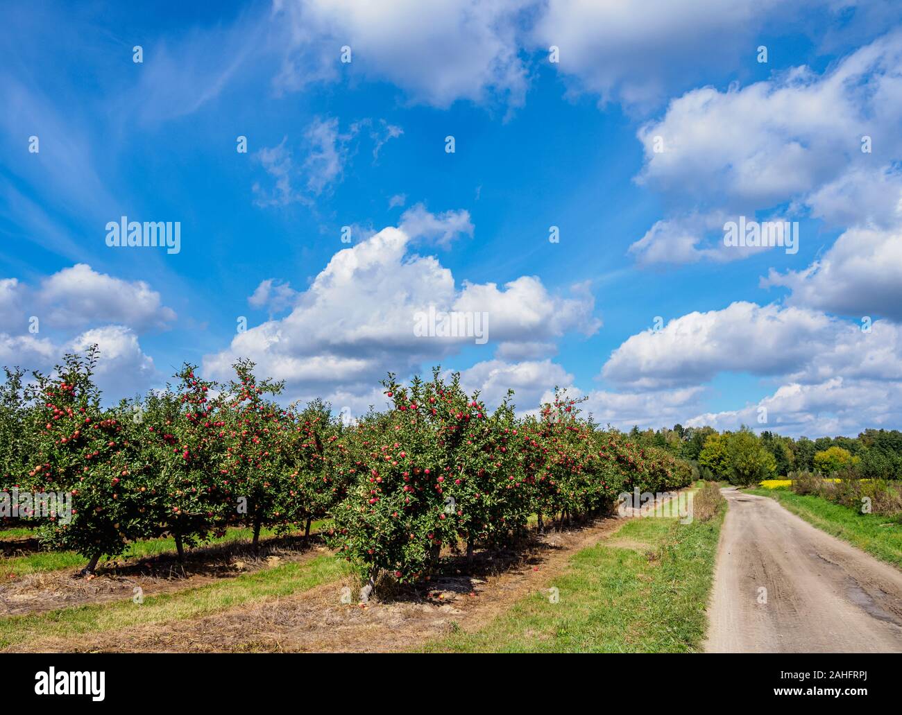Poland apple tree plantation hi-res stock photography and images - Alamy