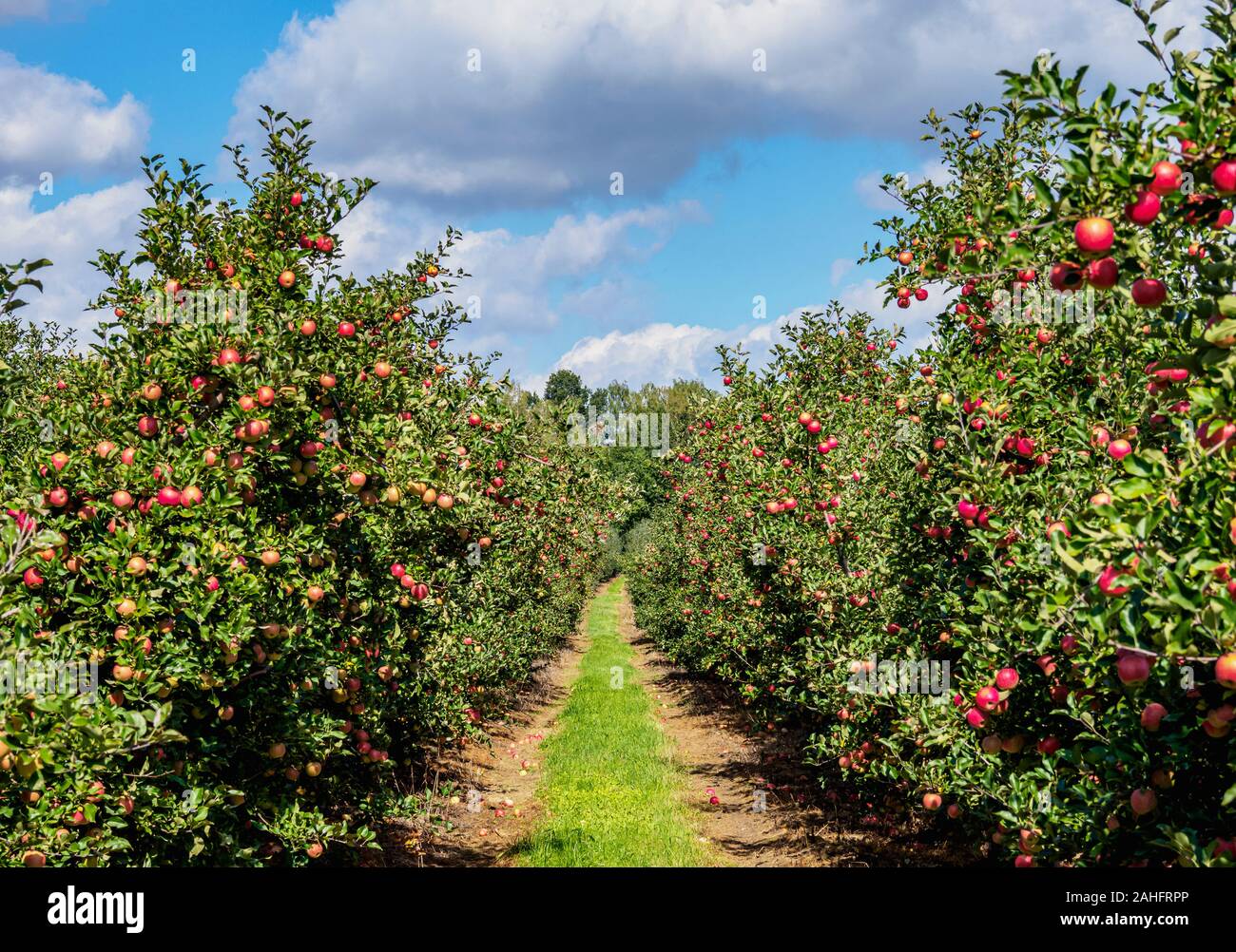 Poland apple tree plantation hi-res stock photography and images - Alamy