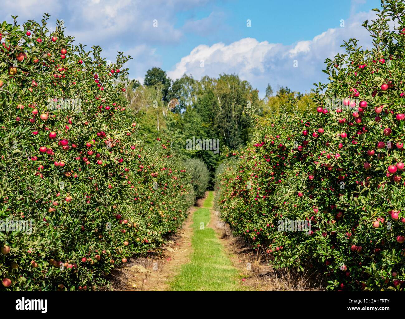 Poland apple tree plantation hi-res stock photography and images - Alamy