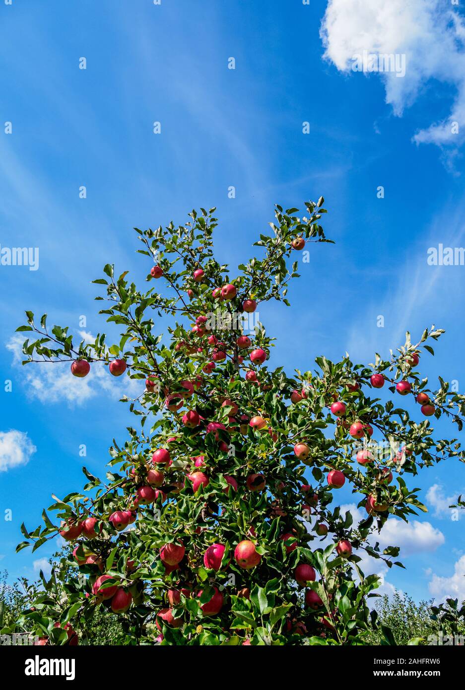 Poland apple trees plantation hi-res stock photography and images - Alamy