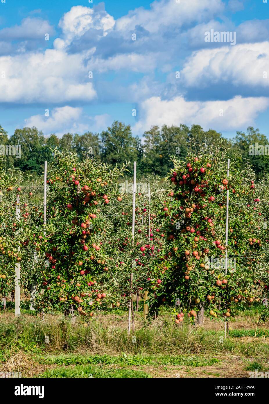 Poland apple tree plantation hi-res stock photography and images - Alamy