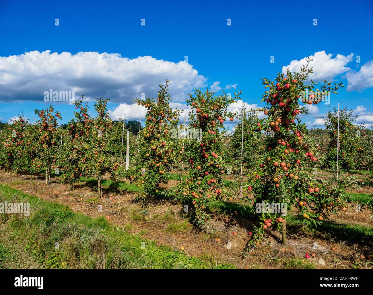 Poland apple tree plantation hi-res stock photography and images - Alamy