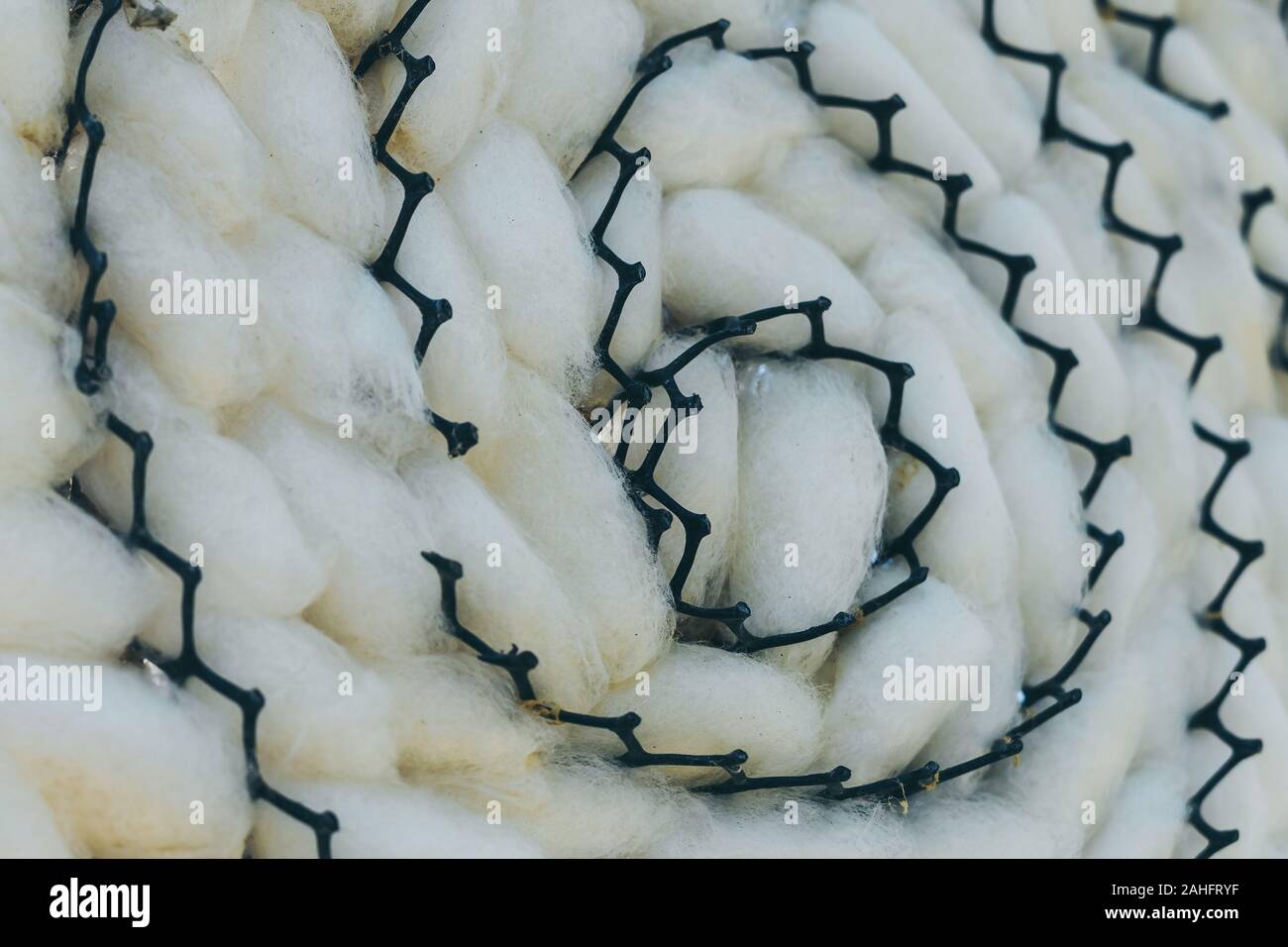 Close up to natural white silkworm cocoon shell in black plastic weave ...