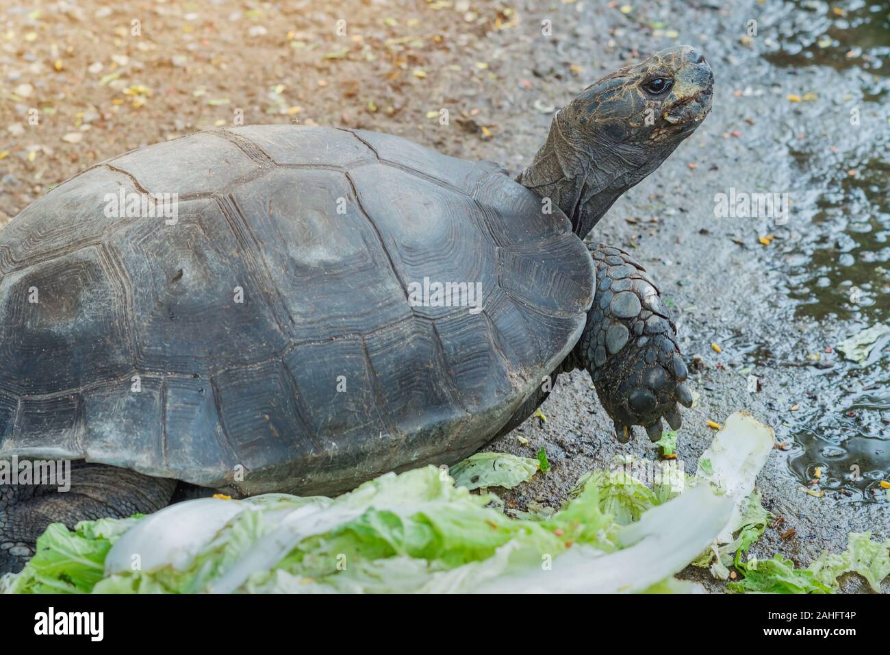 Sulcata turtle sand hi-res stock photography and images - Alamy