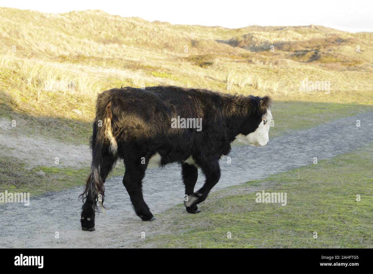 Galloway cows in the dunes for grazing the fields Stock Photo - Alamy