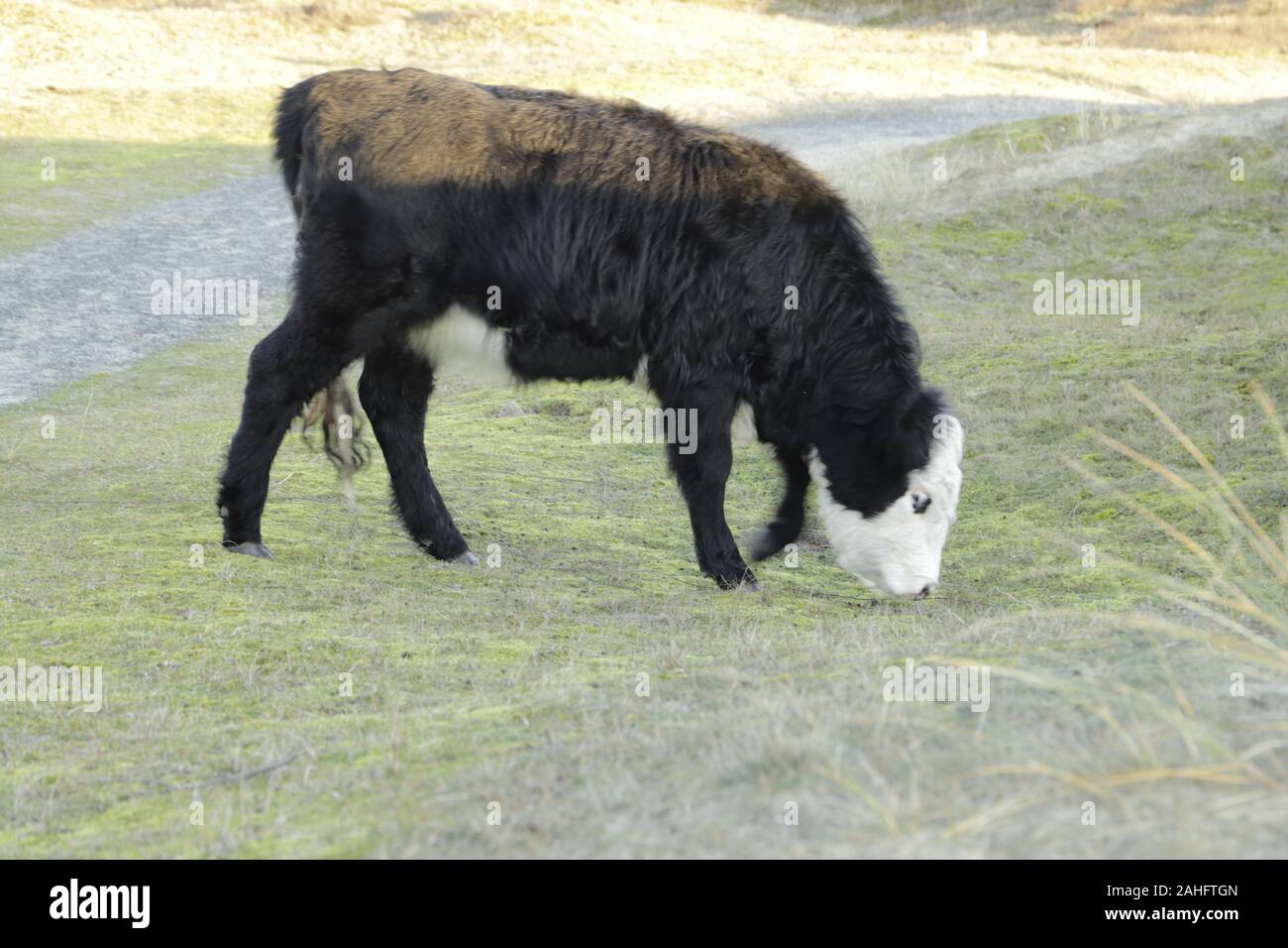 Galloway cows in the dunes for grazing the fields Stock Photo - Alamy