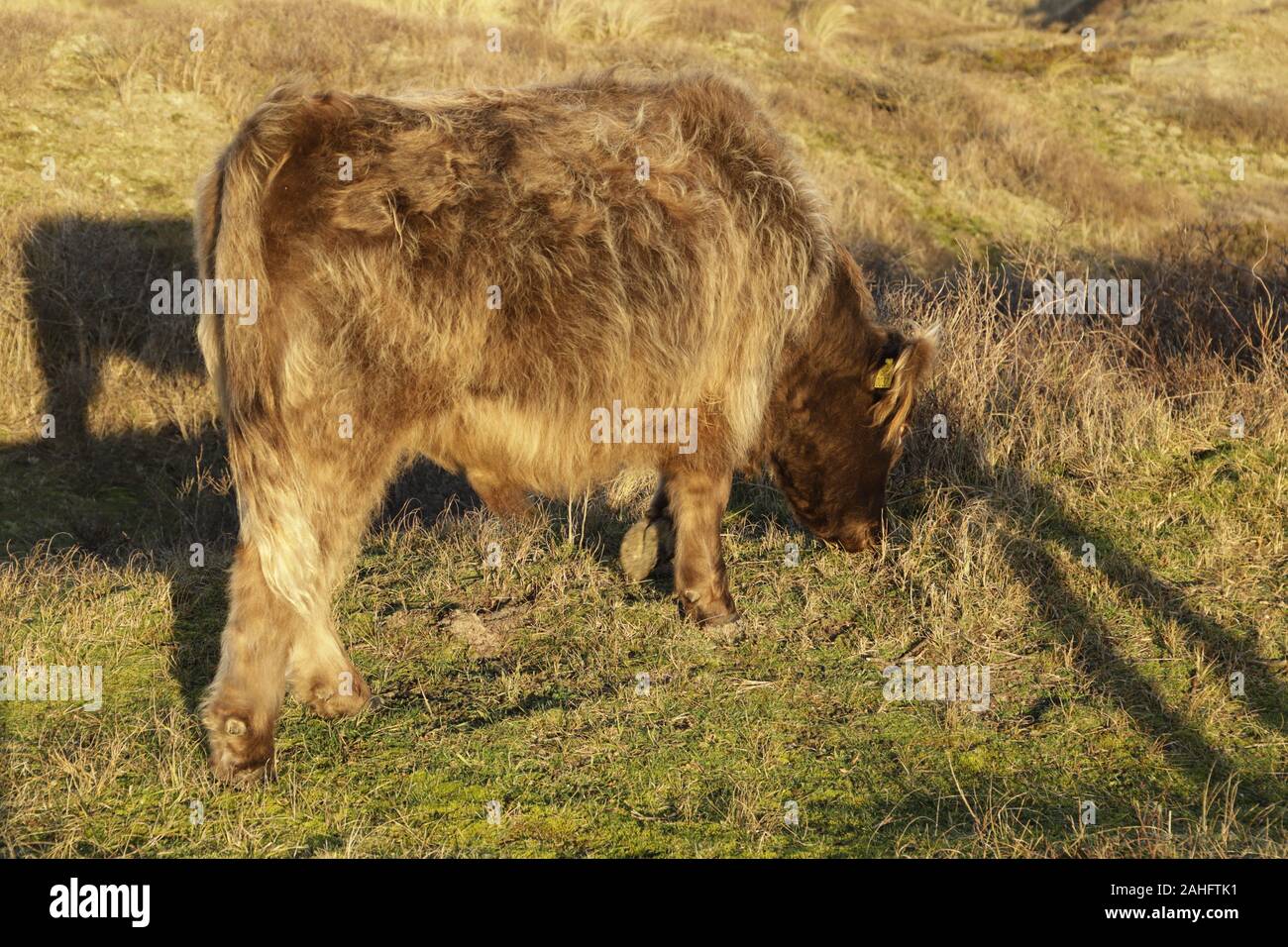 Galloway cows in the dunes for grazing the fields Stock Photo - Alamy