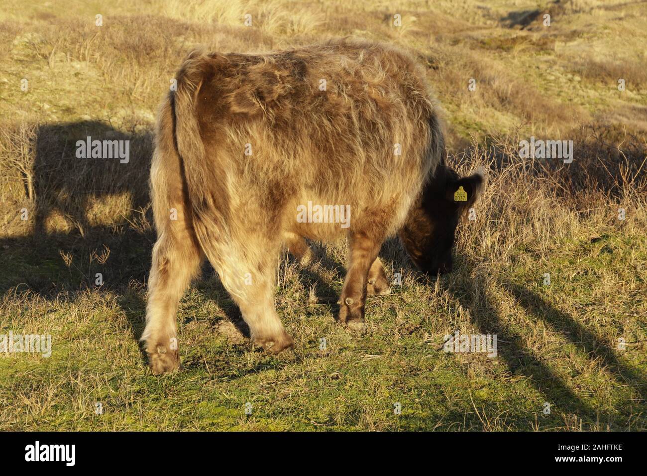 Galloway cows in the dunes for grazing the fields Stock Photo - Alamy