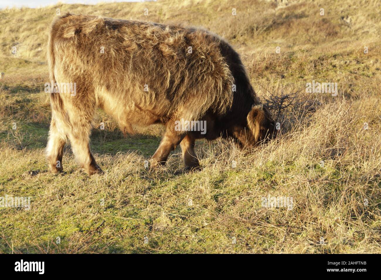 Galloway cows in the dunes for grazing the fields Stock Photo - Alamy