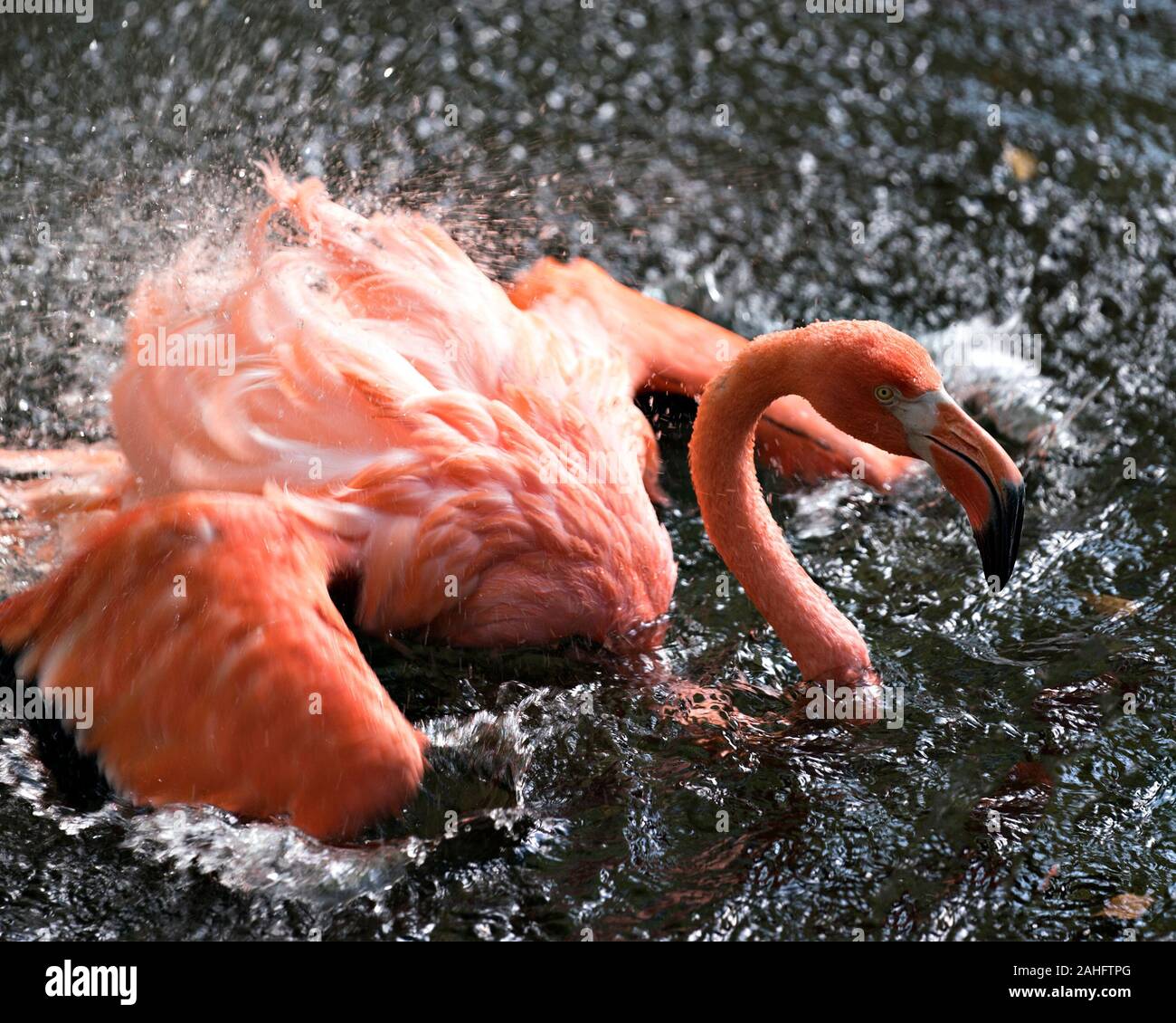 Splashing flamingo hi-res stock photography and images - Alamy