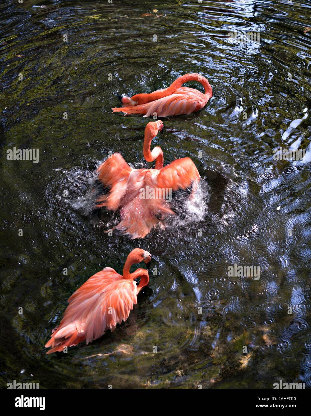 Flamingo birds in the water and enjoying their bathing in its ...