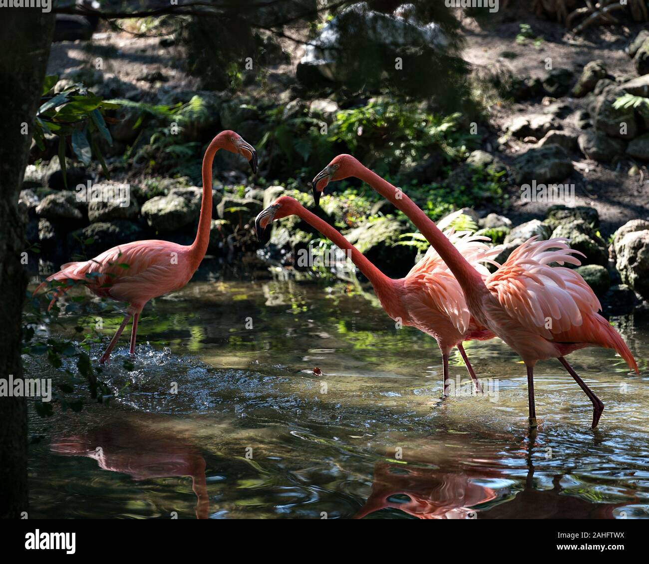Flamingo birds trio in the water exposing their bodies, wings, long ...