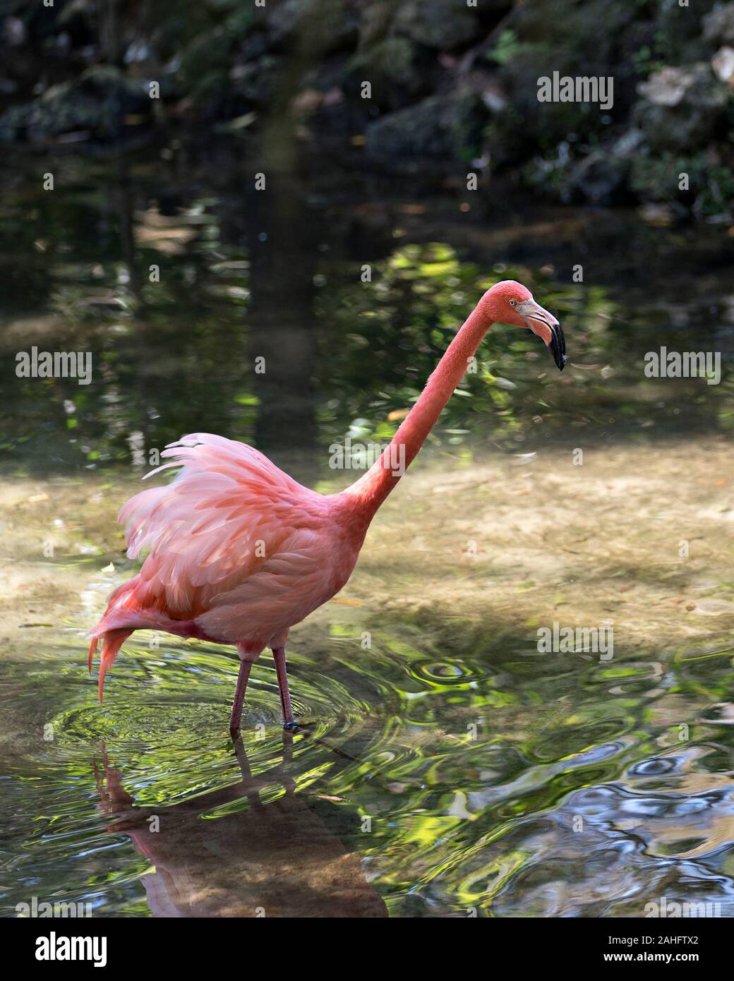 Flamingo bird close-up profile view in water displaying fluffy feathers ...