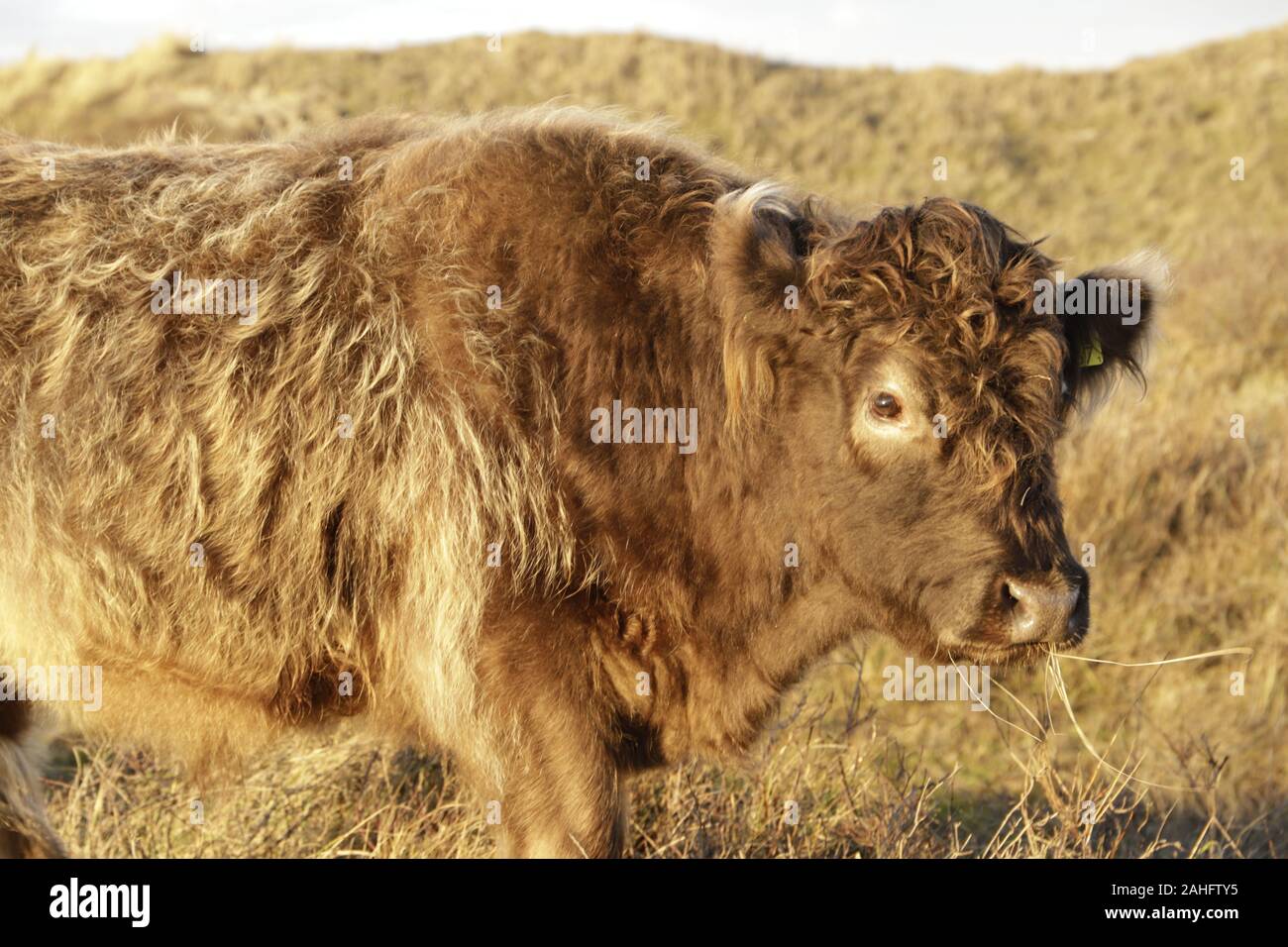 Galloway cows in the dunes for grazing the fields Stock Photo - Alamy