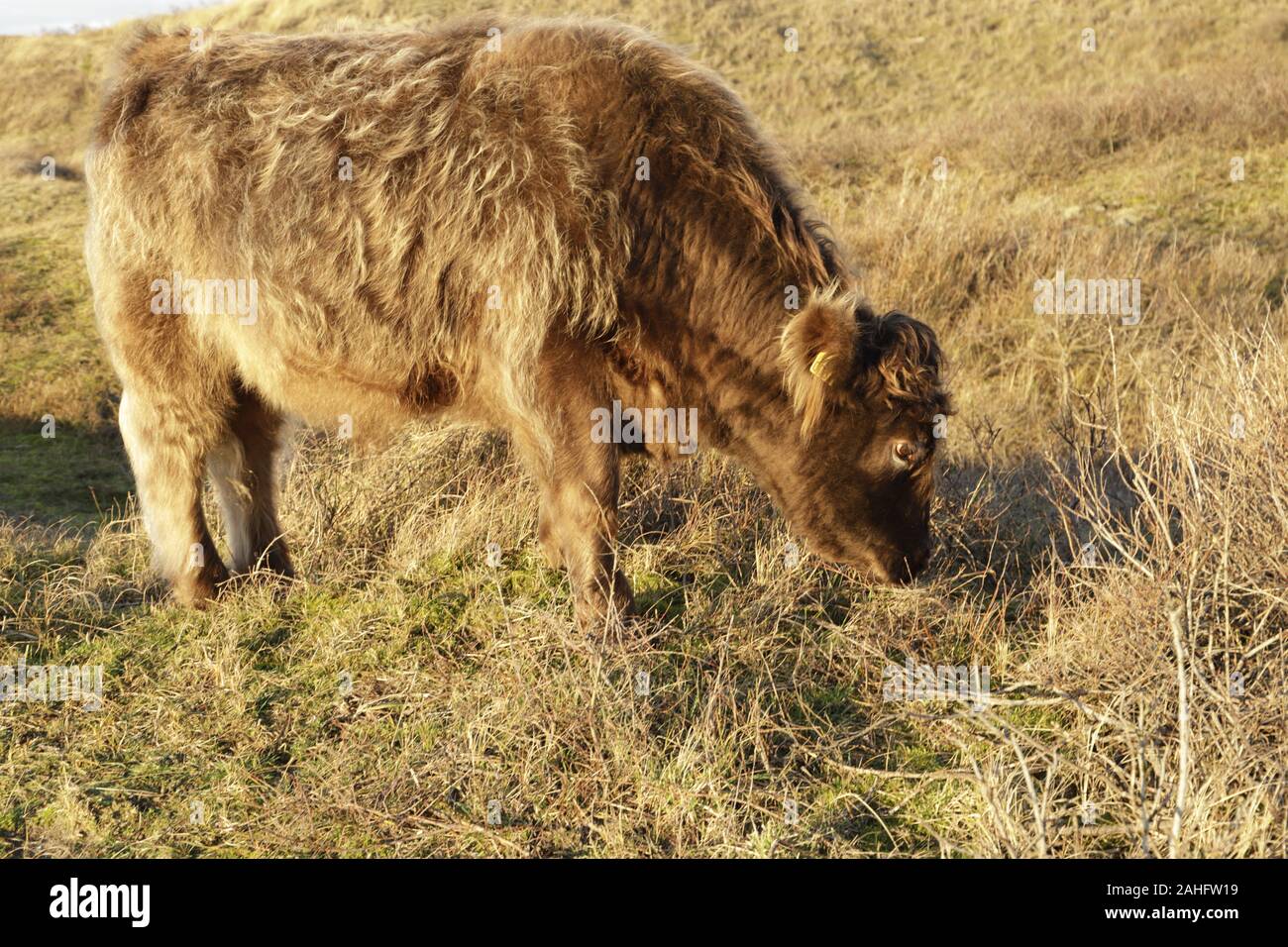 Galloway cows in the dunes for grazing the fields Stock Photo - Alamy