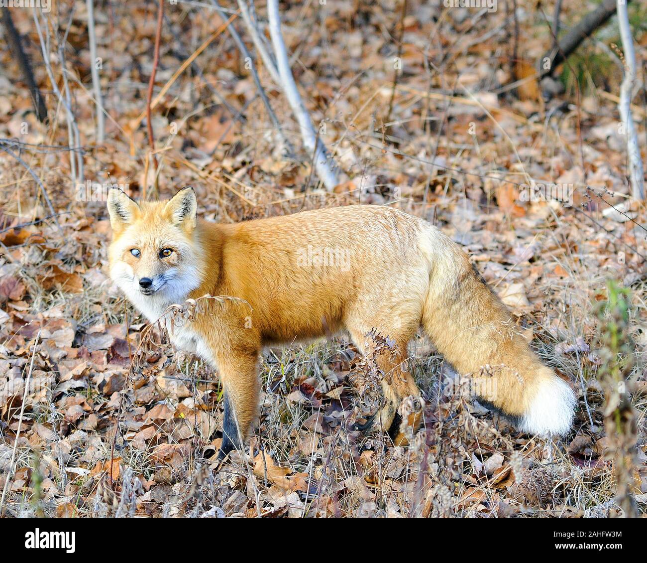 Fox red fox animal surrounding hi-res stock photography and images - Alamy