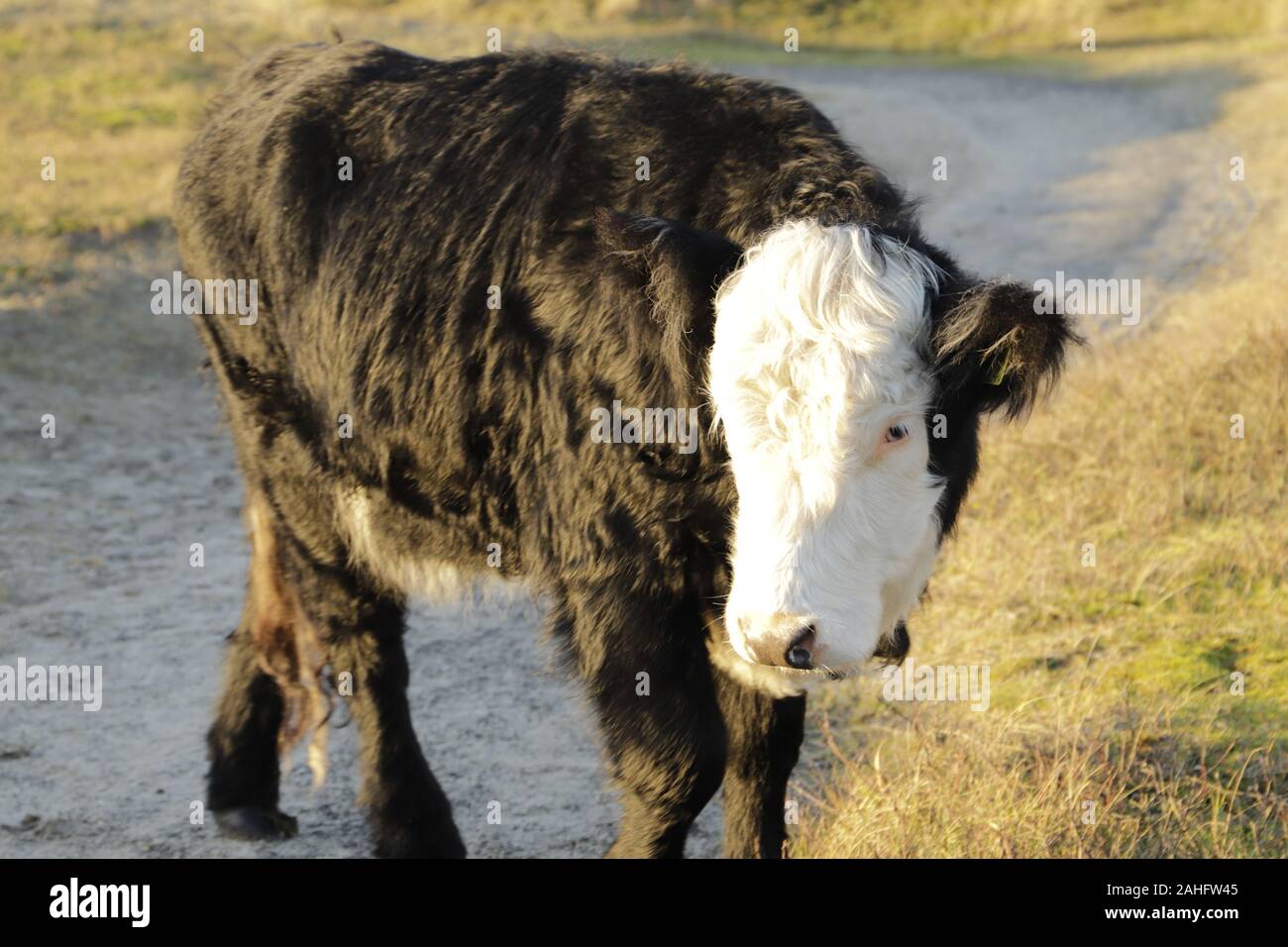 Galloway cows in the dunes for grazing the fields Stock Photo - Alamy