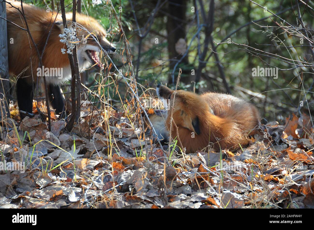 Red Fox animasl close-up profile view the forest interacting with ...