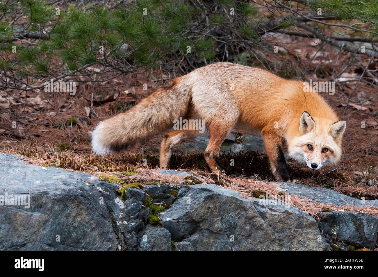 Wet red fox hi-res stock photography and images - Alamy