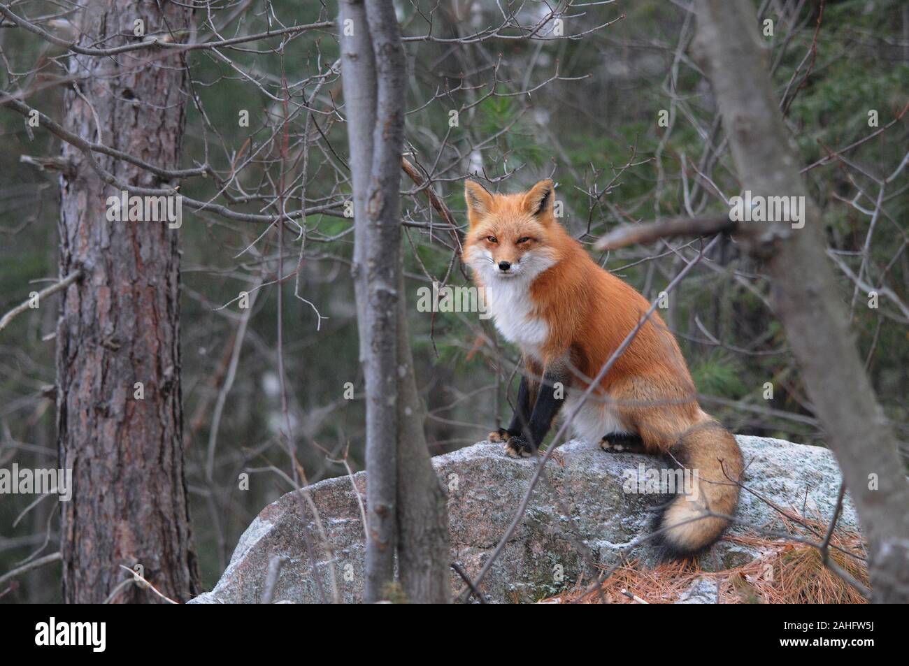 Fox Red Fox animal sitting on a rock in the forest enjoying its ...