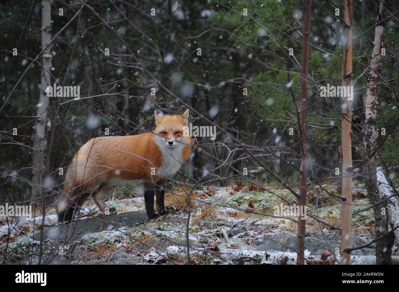 Fox Red Fox animal in the forest enjoying its surrounding and ...